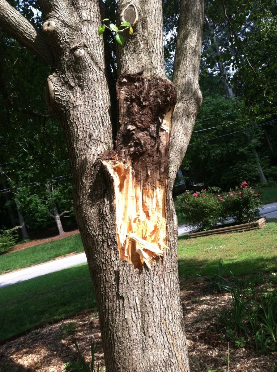 Tree | Visual Observations