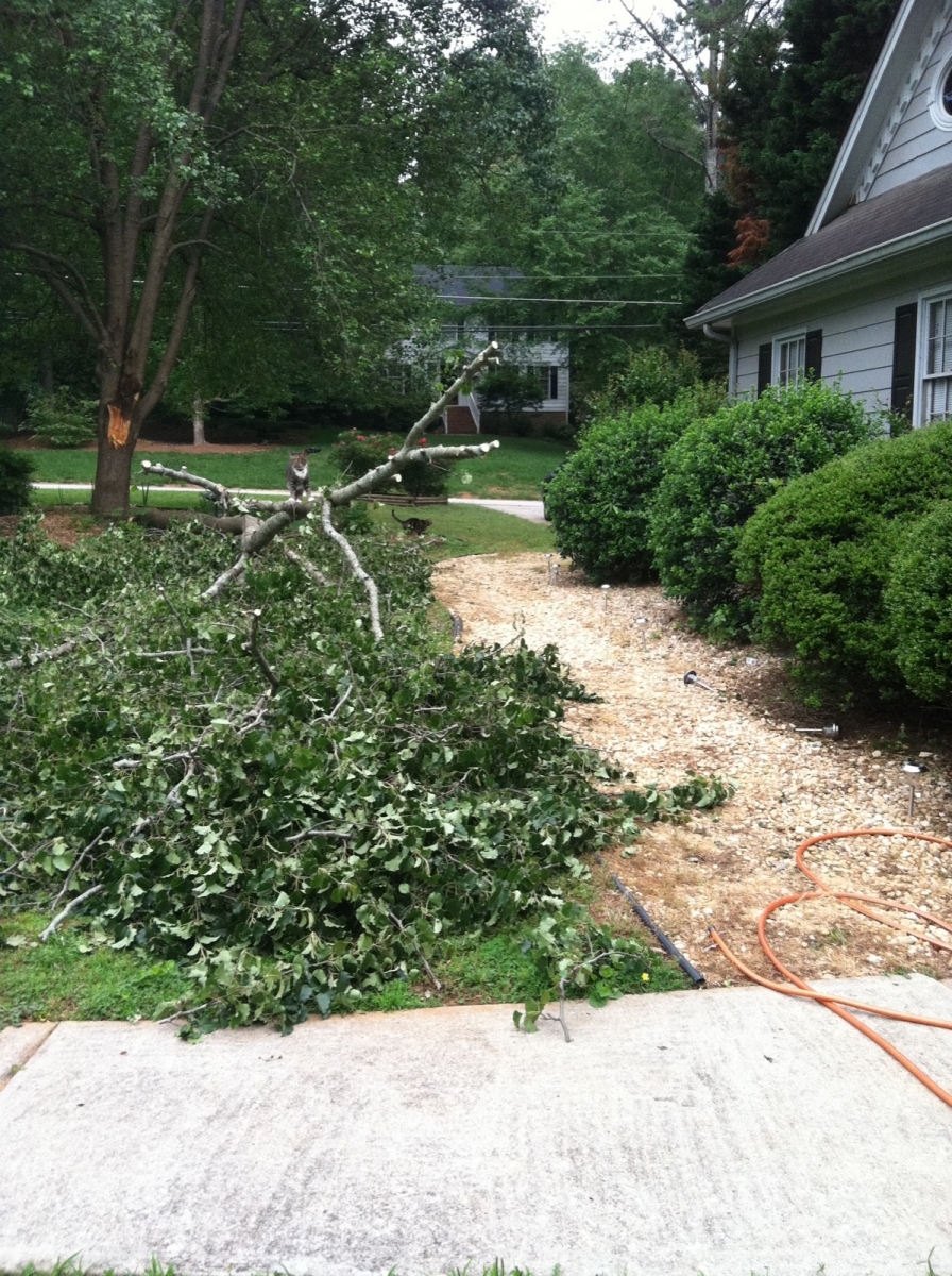 Tree | Visual Observations