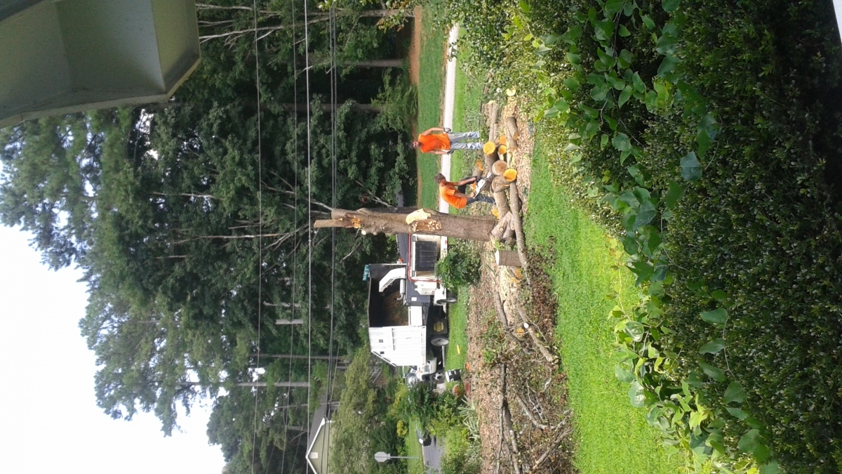 Tree | Visual Observations